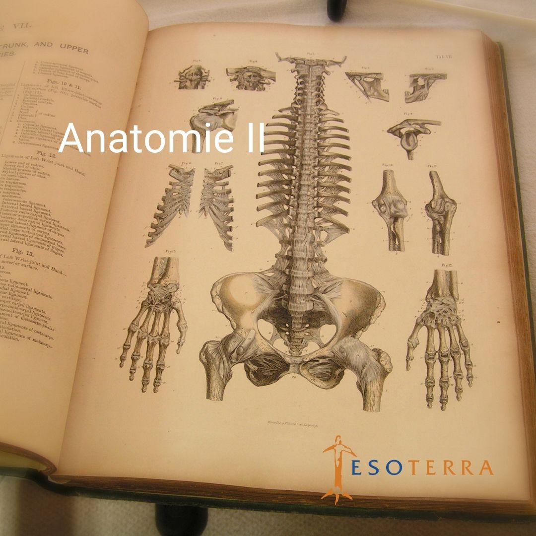 Anatomie II - Esoterra