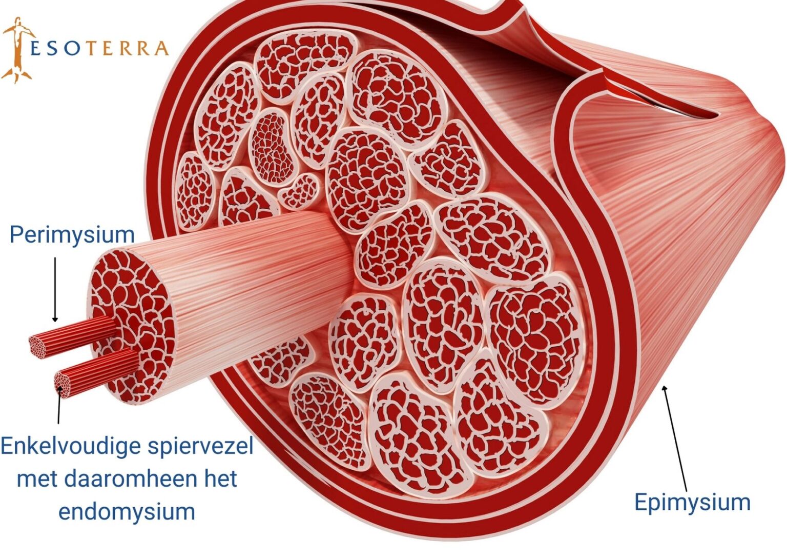 Wat is spierpijn eigenlijk? En hoe kom je er van af? - Esoterra