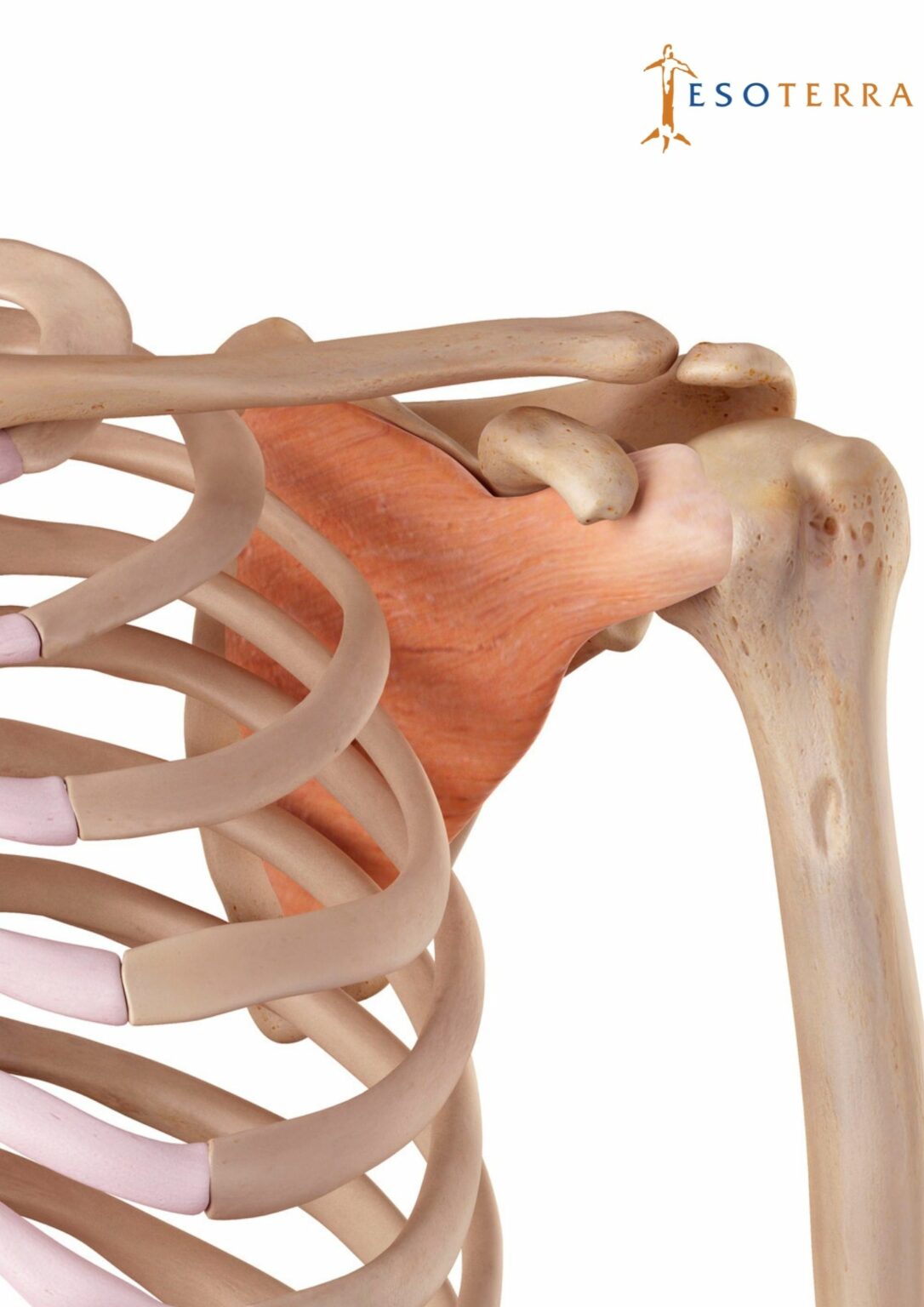 Wat zijn spieren eigenlijk? - Esoterra